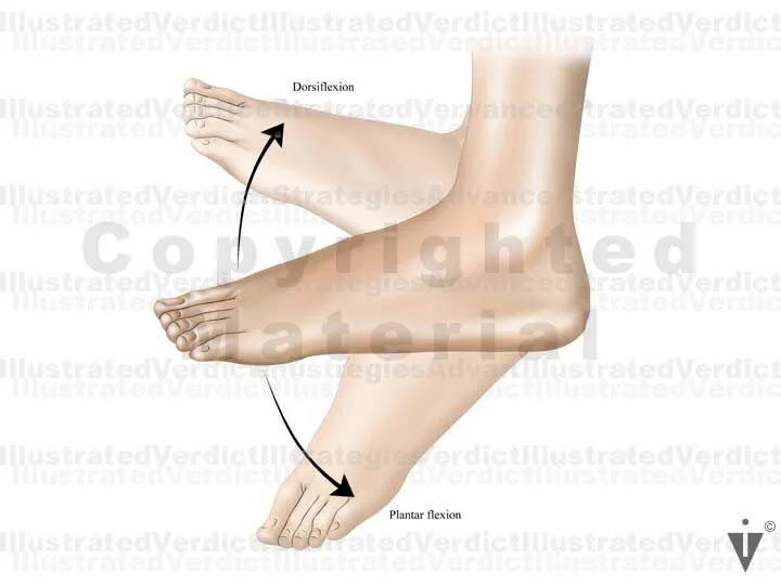 Stock Ankle: Normal Anatomy — Illustrated Verdict