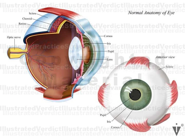 Stock Eye: Normal Anatomy — Illustrated Verdict