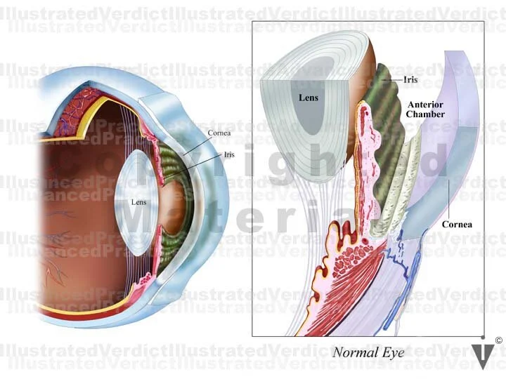 Stock Eye: Normal Anatomy — Illustrated Verdict