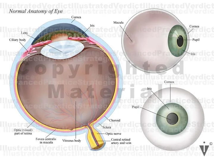 Stock Eye: Normal Anatomy — Illustrated Verdict