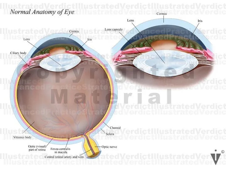 Stock Eye: Normal Anatomy — Illustrated Verdict