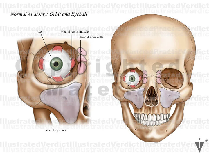 Stock Eye: Normal Anatomy — Illustrated Verdict