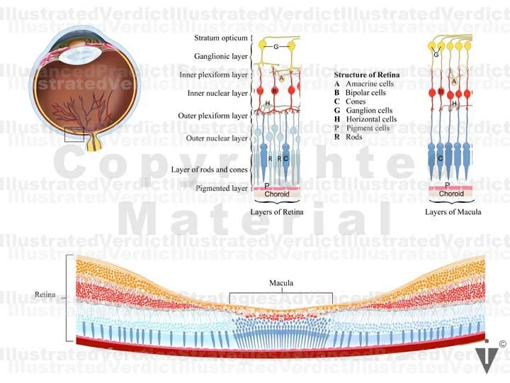 Stock Eye: Normal Anatomy — Illustrated Verdict
