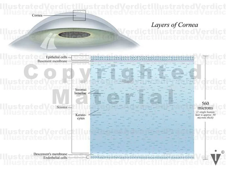 Stock Eye: Normal Anatomy — Illustrated Verdict