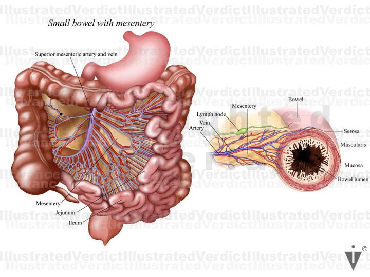 Stock Bowel: Normal Anatomy — Illustrated Verdict