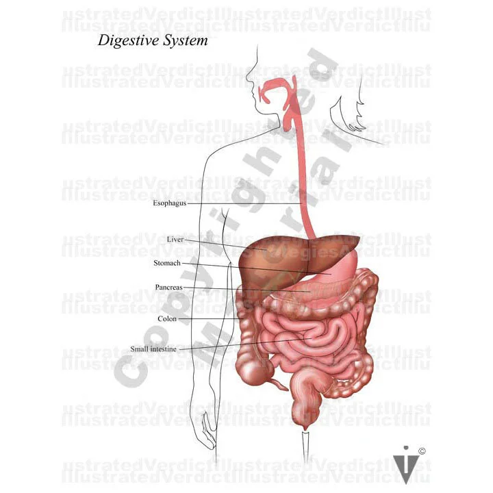 Stock Colon: Normal Anatomy — Illustrated Verdict