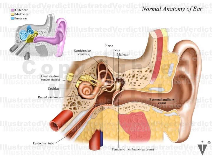 Stock Ear: Normal Anatomy — Illustrated Verdict