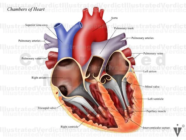 Stock Heart: Normal Anatomy — Illustrated Verdict