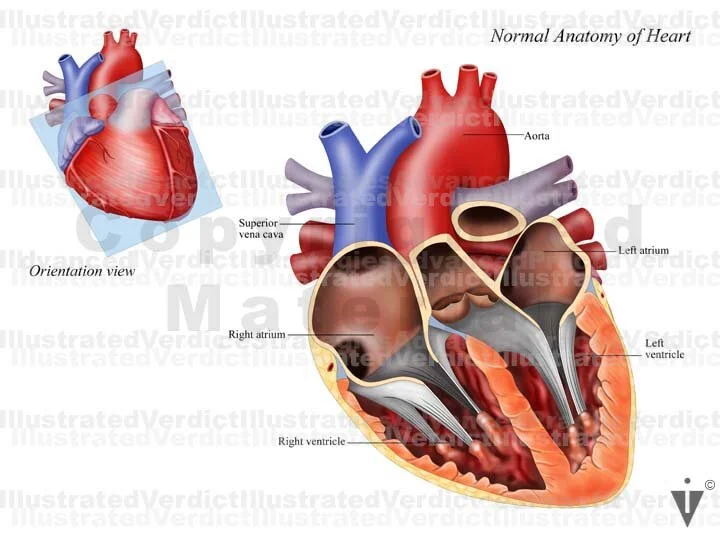 Stock Heart: Normal Anatomy — Illustrated Verdict