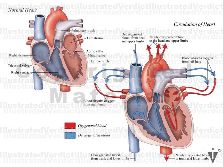 Stock Heart: Normal Anatomy — Illustrated Verdict