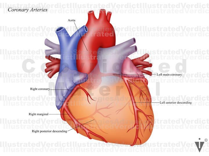 Stock Heart: Normal Anatomy — Illustrated Verdict