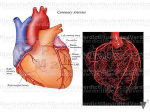 Stock Heart: Normal Anatomy — Illustrated Verdict