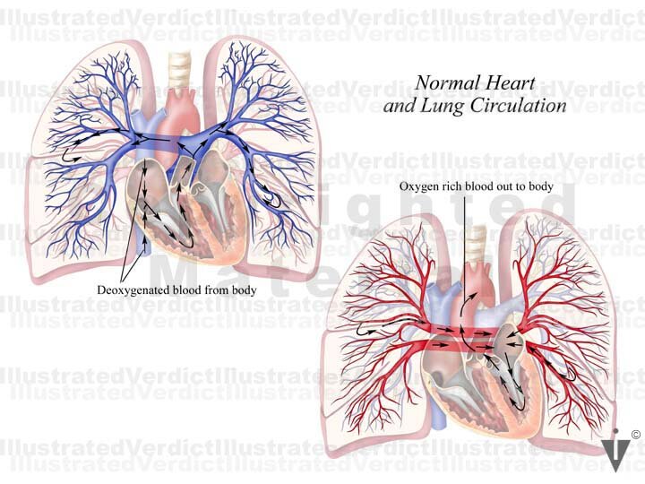 Stock Heart: Normal Anatomy — Illustrated Verdict
