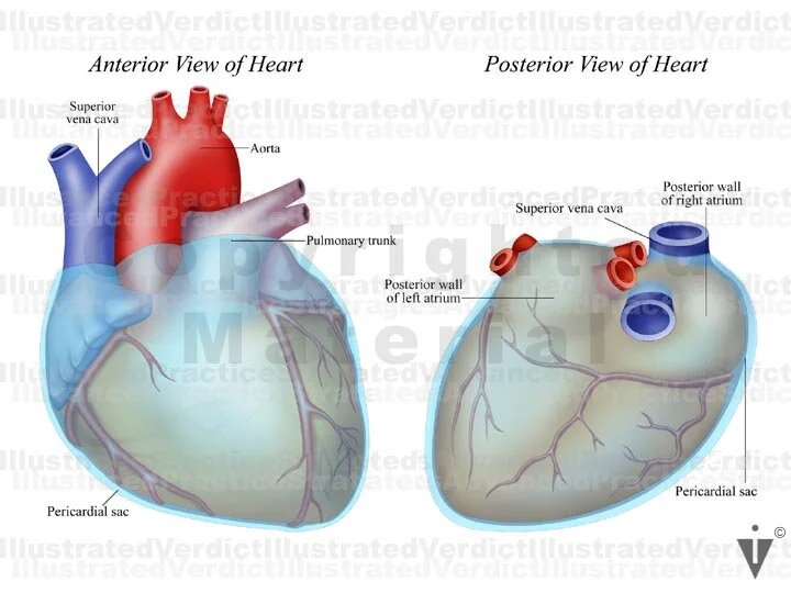 Stock Heart: Normal Anatomy — Illustrated Verdict