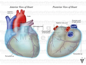 Stock Heart: Normal Anatomy — Illustrated Verdict