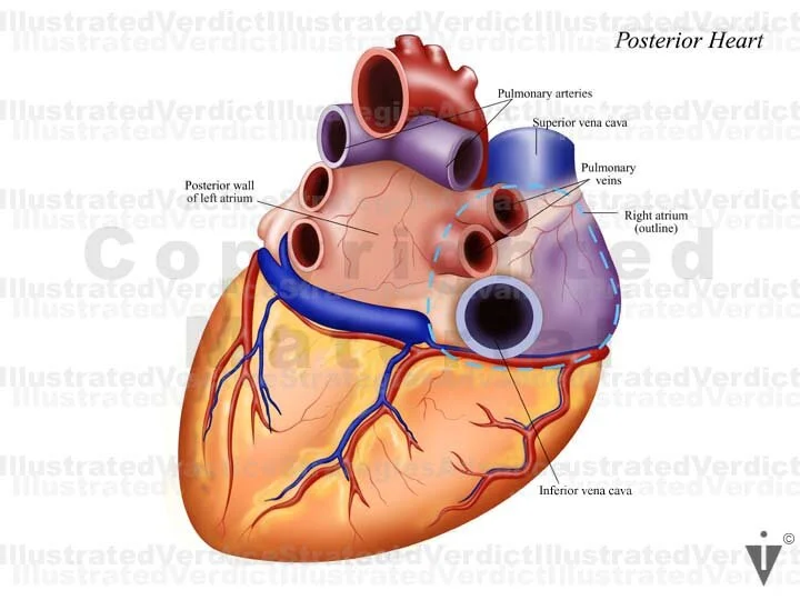 Stock Heart: Normal Anatomy — Illustrated Verdict