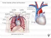 Stock Heart: Normal Anatomy — Illustrated Verdict