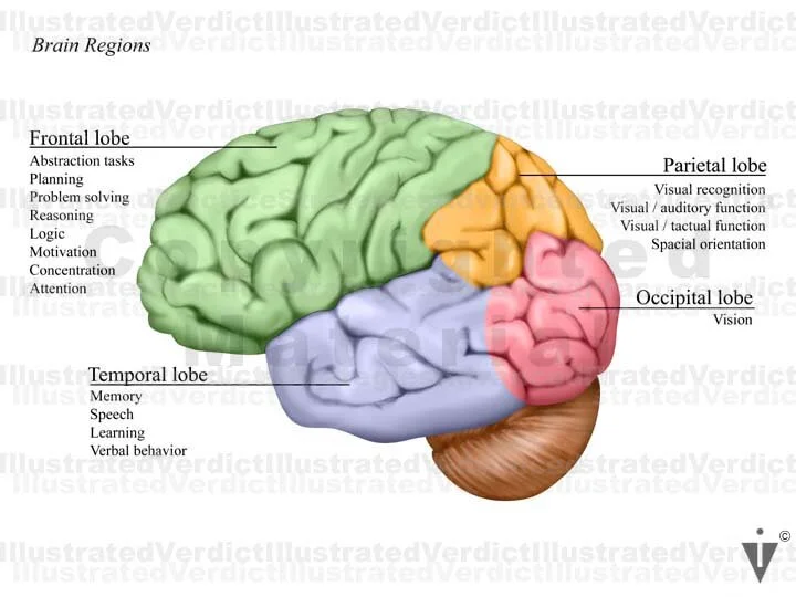 Stock Baby: Brain Normal Anatomy — Illustrated Verdict