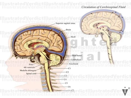 Stock Baby: Brain Normal Anatomy — Illustrated Verdict