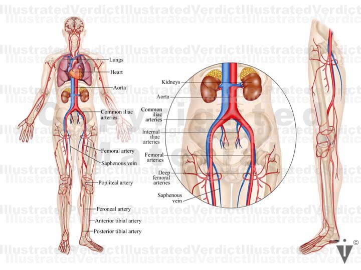 Stock Lower Limb: Vasculature — Illustrated Verdict Stock Lower Limb: Vasculature — Illustrated Verdict