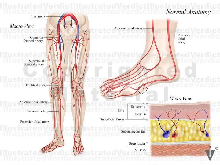 Stock Lower Limb: Vasculature — Illustrated Verdict Stock Lower Limb: Vasculature — Illustrated Verdict