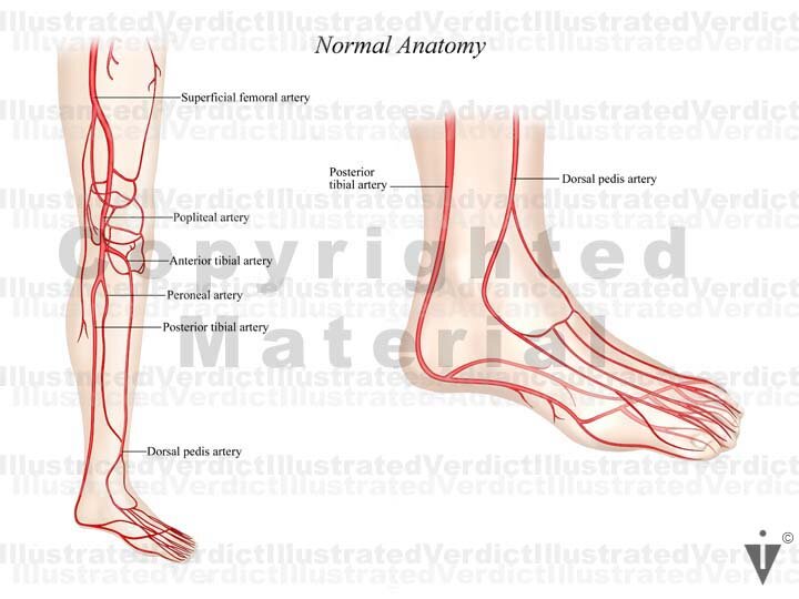 Stock Lower Limb: Vasculature — Illustrated Verdict Stock Lower Limb: Vasculature — Illustrated Verdict