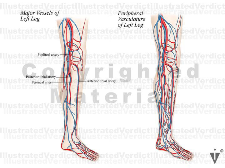 Stock Lower Limb: Vasculature — Illustrated Verdict Stock Lower Limb: Vasculature — Illustrated Verdict