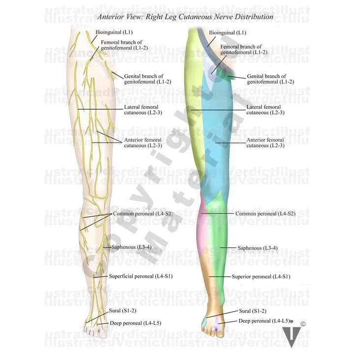 Lower Limb Cutaneous Innervation