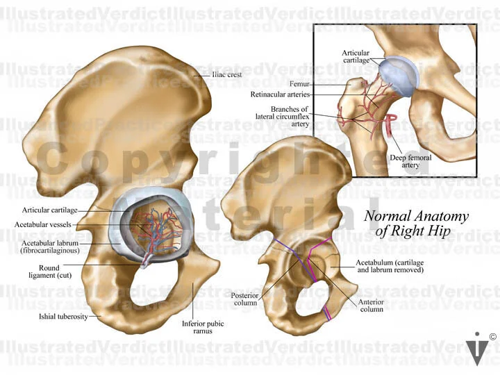 Stock Hip: Normal Anatomy — Illustrated Verdict