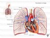 Stock Lungs: Normal Anatomy — Illustrated Verdict