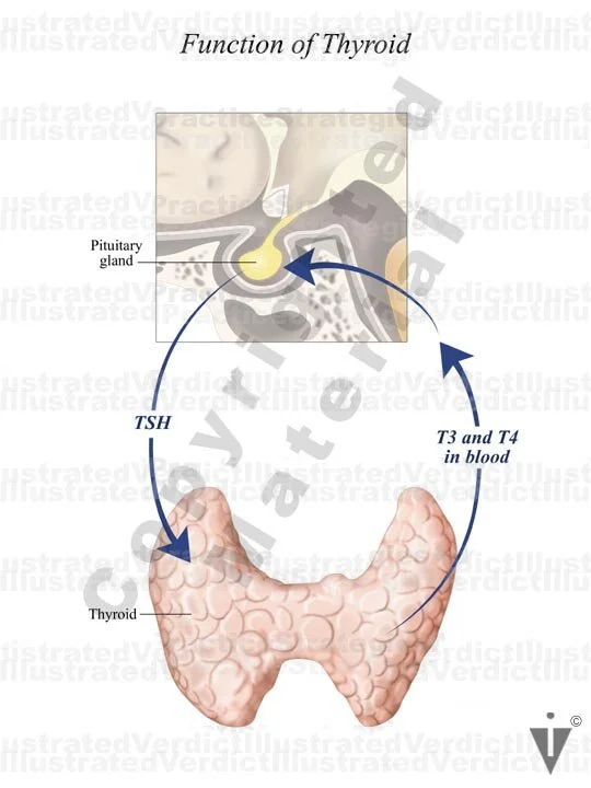 Stock Thyroid: Normal Anatomy — Illustrated Verdict