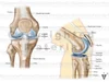 Stock Knee: Normal Anatomy — Illustrated Verdict