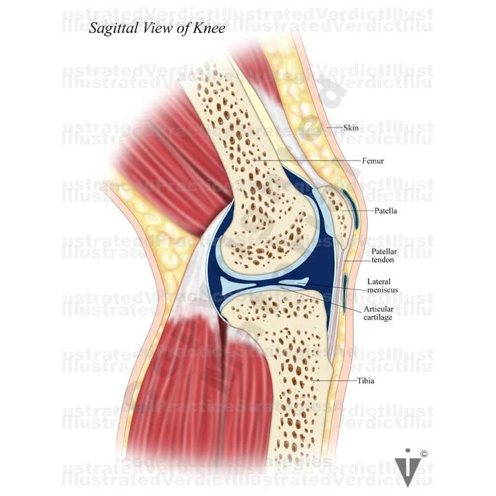 Stock Knee: Normal Anatomy — Illustrated Verdict