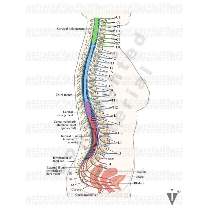 Stock Spine: General Anatomy — Illustrated Verdict