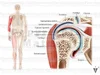 Stock Shoulder: Normal Anatomy — Illustrated Verdict
