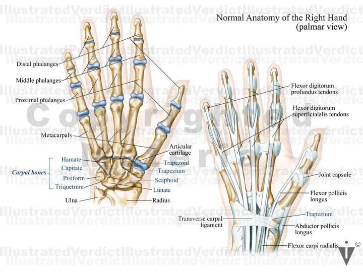 Stock Upper Limb: Hand — Illustrated Verdict