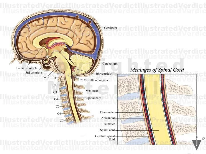 Stock Spine: Cervical Spine — Illustrated Verdict