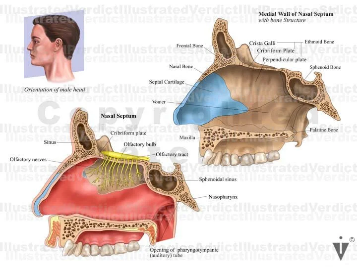 Stock Nose / Sinus: Normal Anatomy — Illustrated Verdict