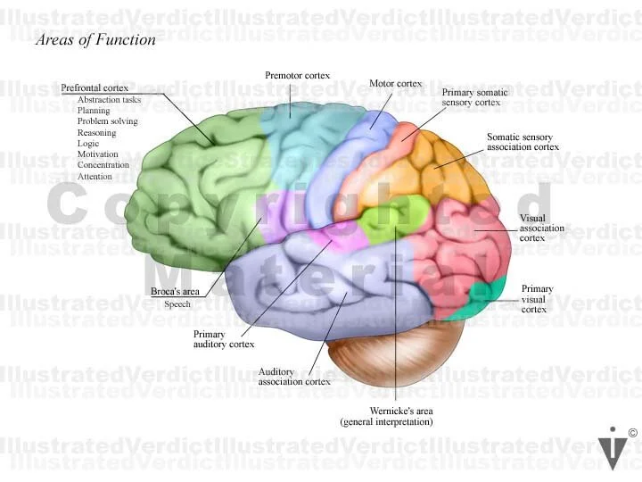 Stock Brain: Normal Anatomy — Illustrated Verdict