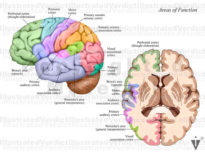 Stock Brain: Normal Anatomy — Illustrated Verdict