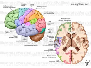 Stock Brain: Normal Anatomy — Illustrated Verdict