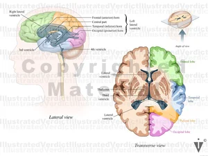 Stock Brain: Normal Anatomy — Illustrated Verdict