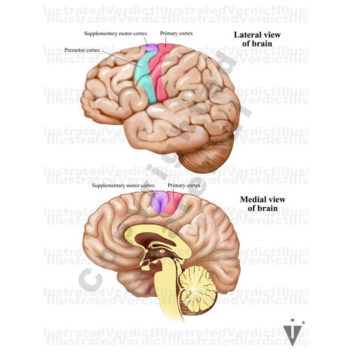 Stock Brain: Normal Anatomy — Illustrated Verdict