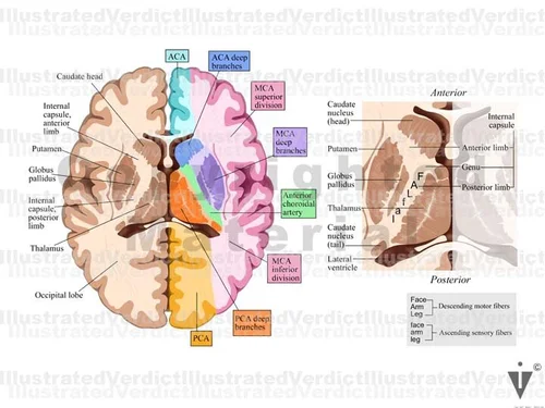 Stock Brain: Normal Anatomy — Illustrated Verdict