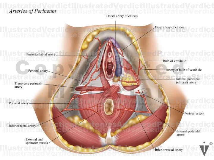 Stock Female Pelvis Perineum Illustrated Verdict