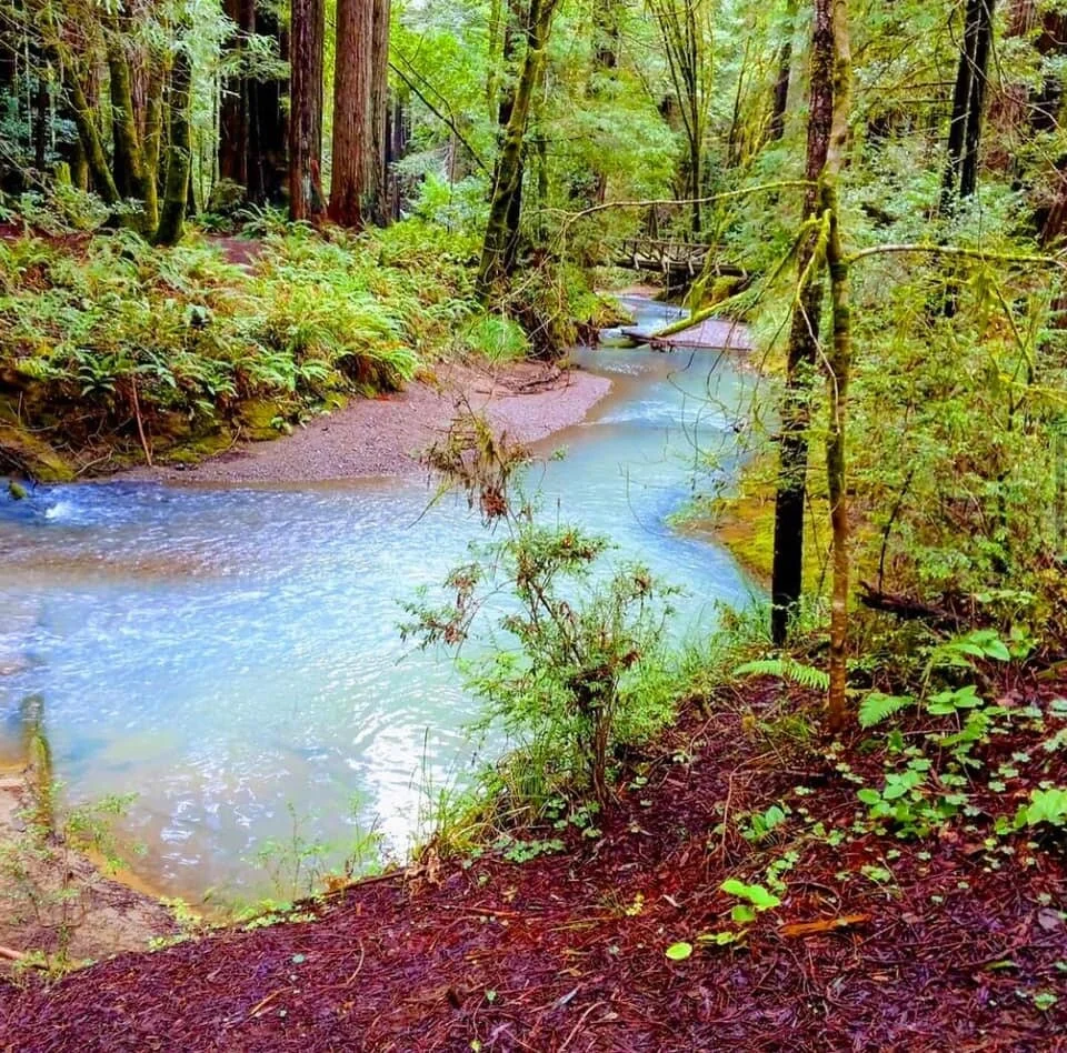 Learn from Home — Mendocino Woodlands Camp Association