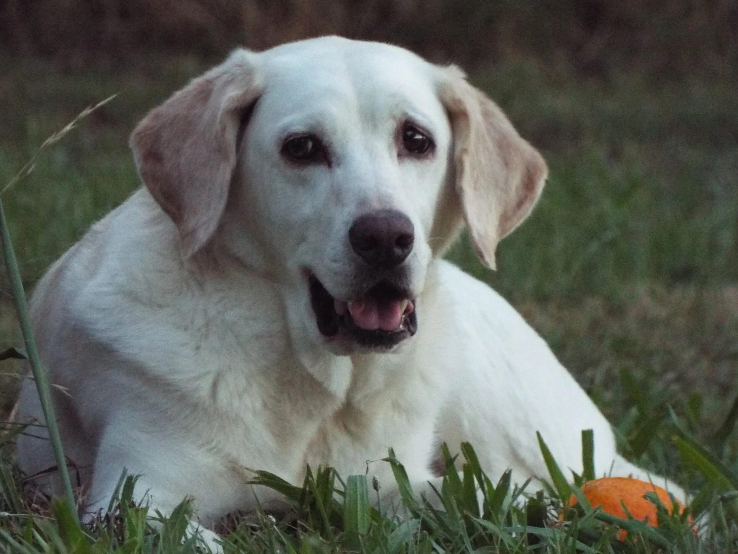 Are Dogs In Samoa A Problem