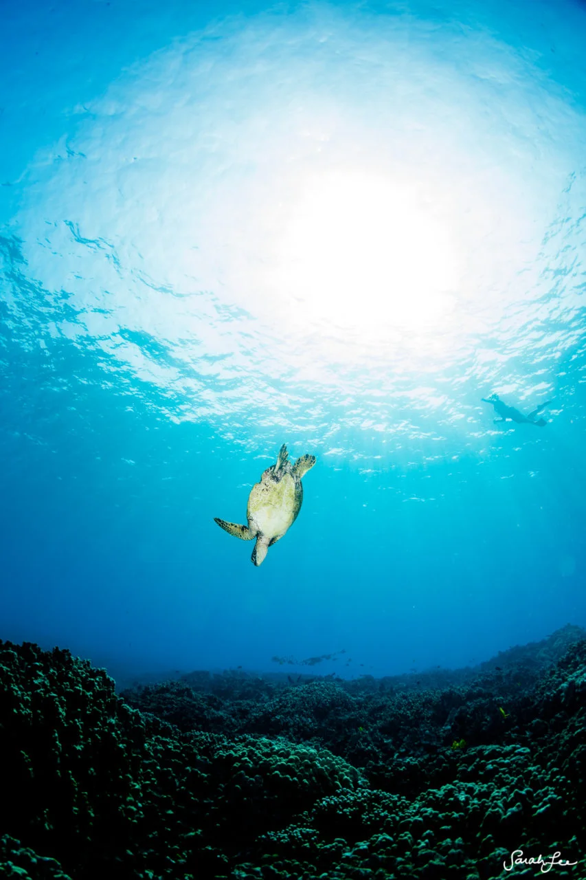 Experiment with Underwater Flash Photography — Sarah Lee Photo