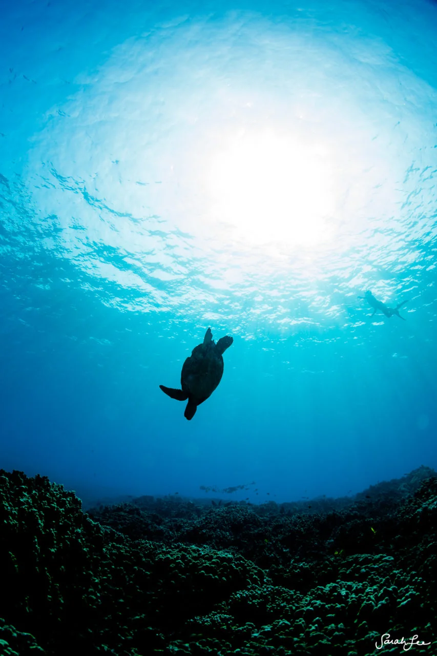 Experiment with Underwater Flash Photography — Sarah Lee Photo