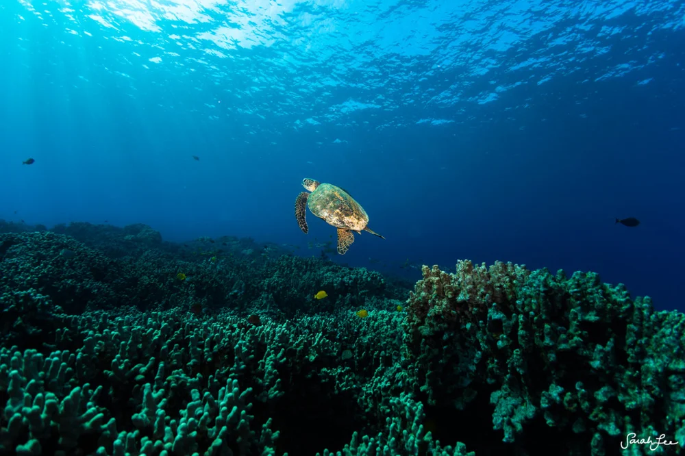 Experiment with Underwater Flash Photography — Sarah Lee Photo